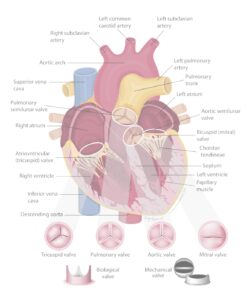 Valve & Structural Heart Disease Clinic » The Texas Heart Institute